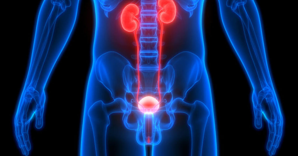 Urinary-System-T - Medical Terminology Blog