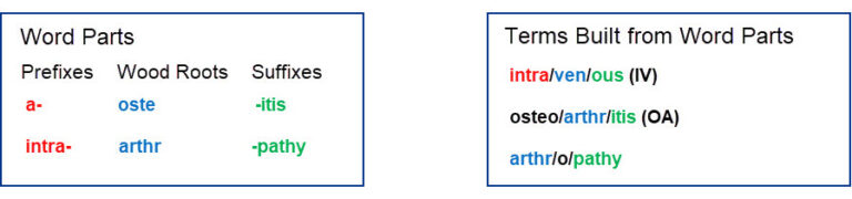Medical Terminology Online | Learning Medical Terminology Online